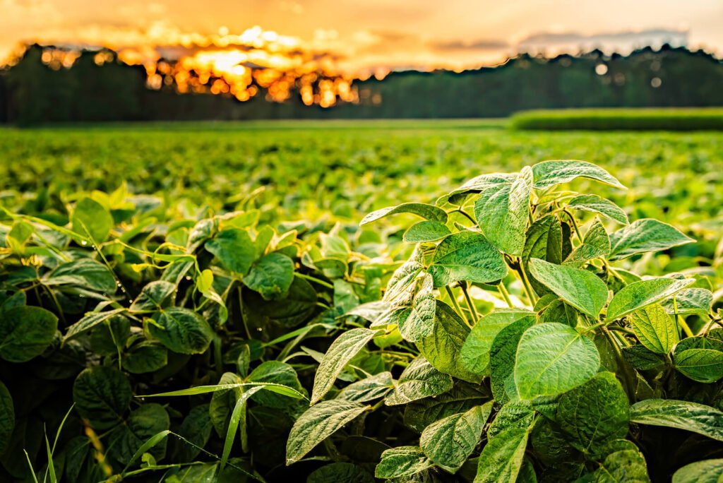 The Environmental Impact of Soy Production